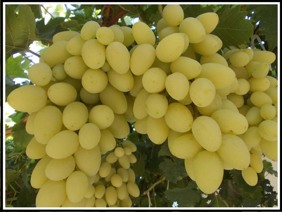 Türkische Trauben - Zarkis-Trauben - 3 Stecklinge - Etsy.de