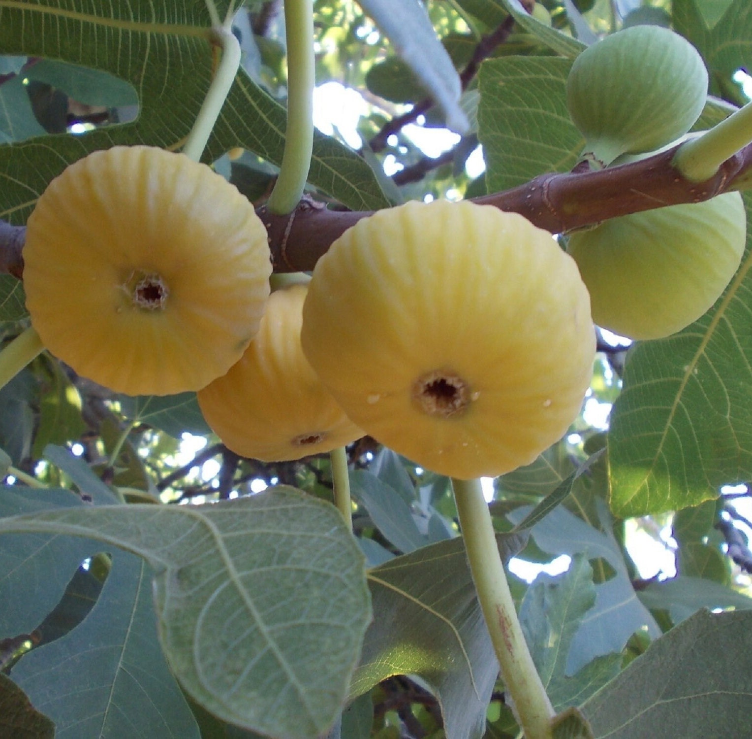 Fig Cuttings Mini Nut Fig 3 Fresh Cuttings - Etsy