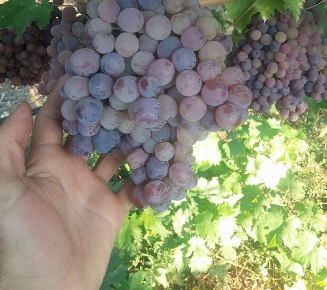 Rooted Grape Vine Pink Reliance Seedless Grapes Rooted 3 Pieces Grapes ...