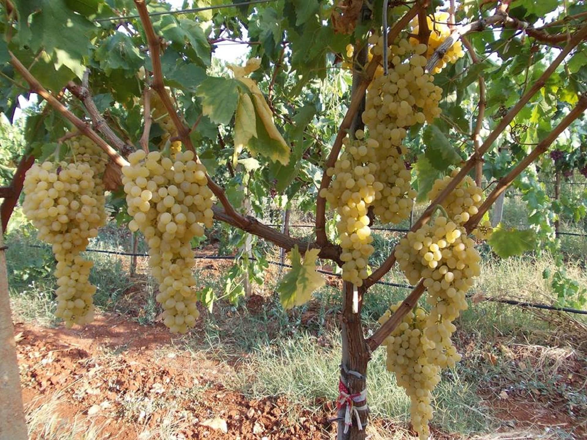 Rooted Grape Vine Sultana Seedless Grapes Rooted 3 Pieces Grapes Plants ...