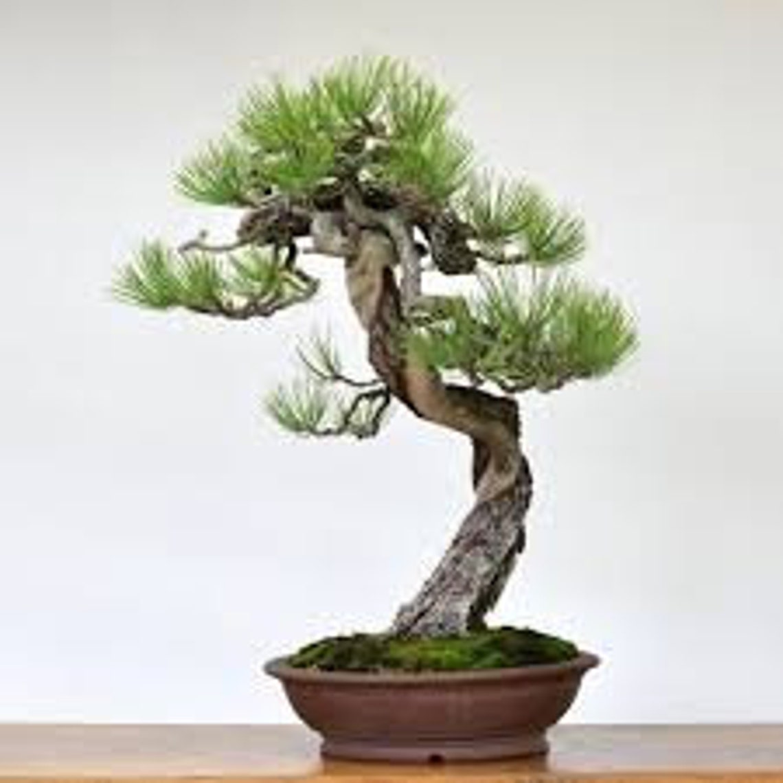 Stone Pine Pinus Pinea 30 Fresh Seeds - Etsy