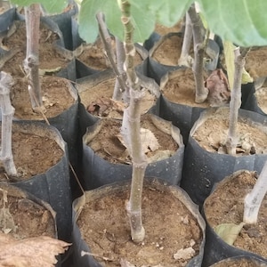 Fig Tree - 208 Black Fig - Rooted 3 Pieces Fig Plants - Etsy