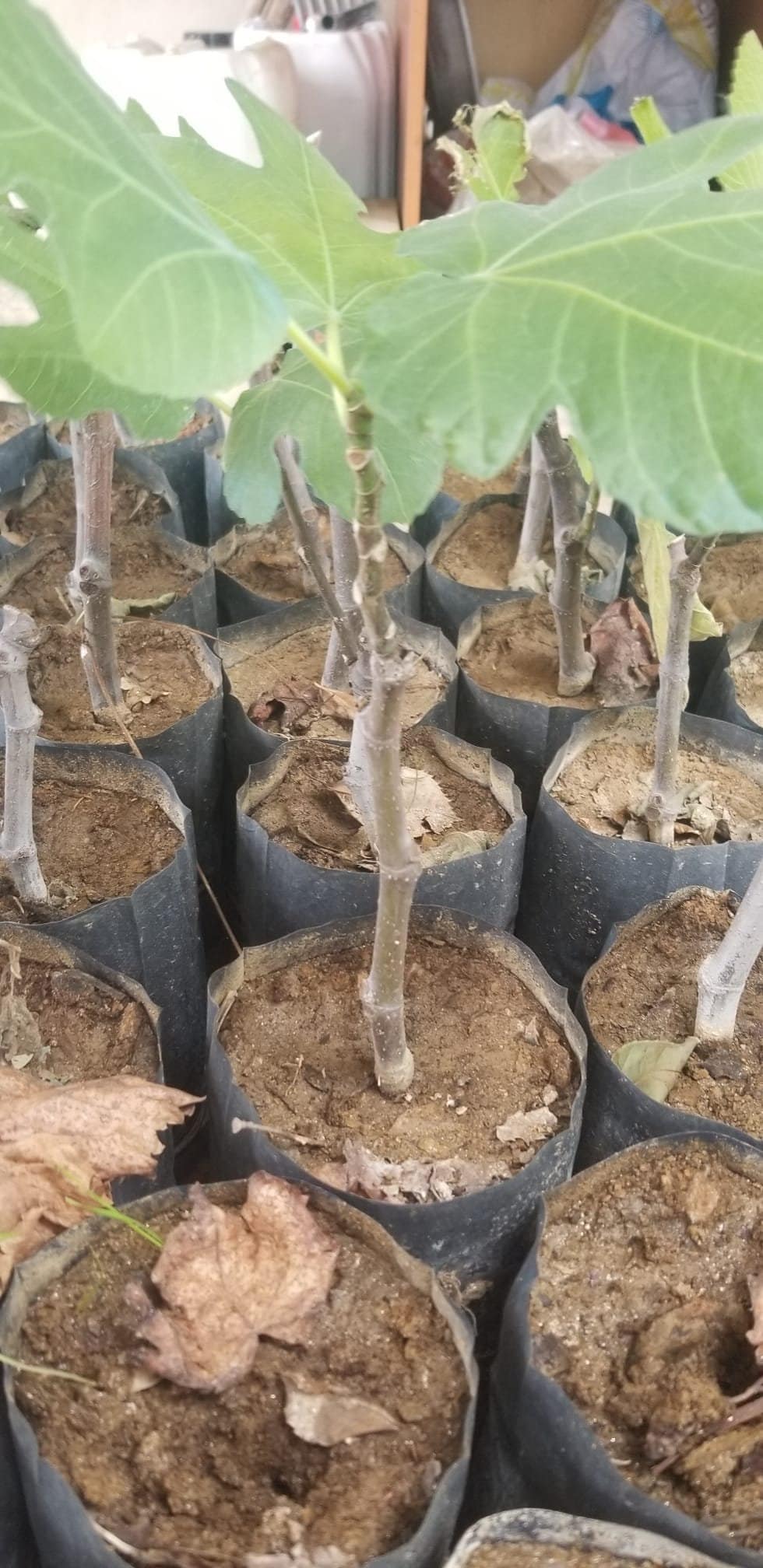 Fig Tree White Patlican Fig Rooted 3 Pieces Fig Plants - Etsy