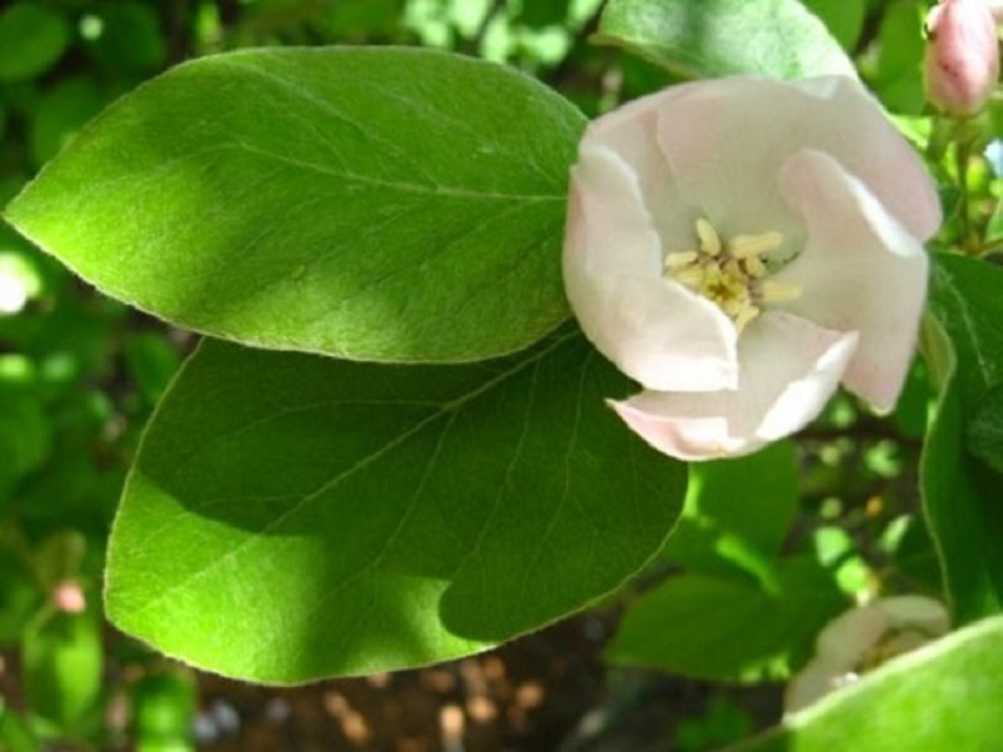 Quince Tree cydonia Oblonga 4 Fresh Cuttings - Etsy