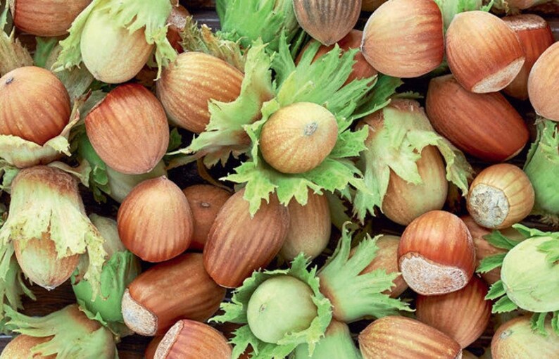 Rooted Hazelnut Tree 3 Pieces Plants - Etsy