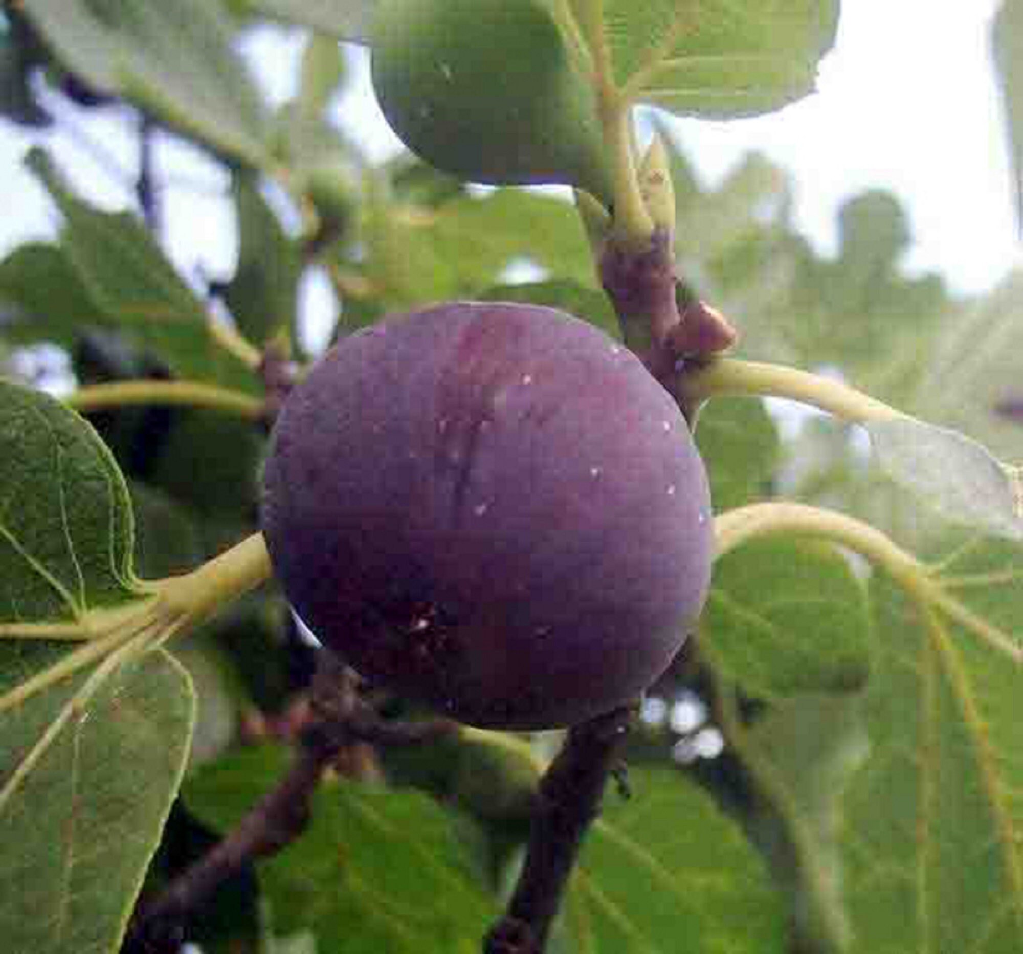 Fig Tree Bursa Black Fig Rooted 3 Pieces Fig Plants - Etsy