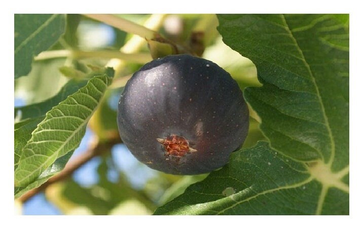 Fig Tree Bursa Black Fig Rooted 3 Pieces Fig Plants - Etsy