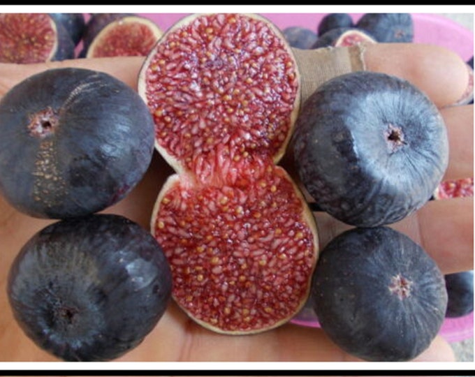 Japan Kurume Kuromitsu Fig Ficus Carica Sp. Kuromitsu 15 Fresh Seeds ...