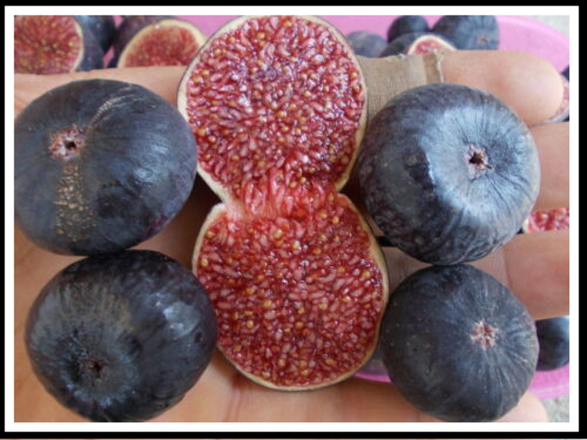 Mini Purple Fig-mini Nut Fig 6 Fresh Cuttings - Etsy