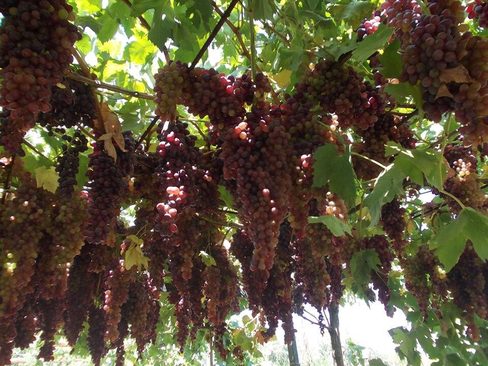 Rooted Grape Vine Crimson Seedless Grapes Rooted 3 Pieces Grapes Plants ...