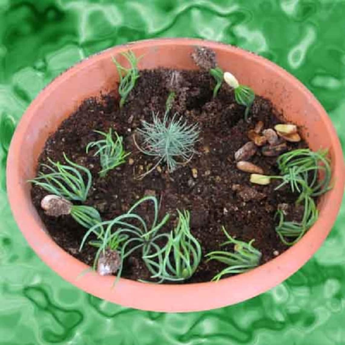 Stone Pine Pinus Pinea 30 Fresh Seeds - Etsy