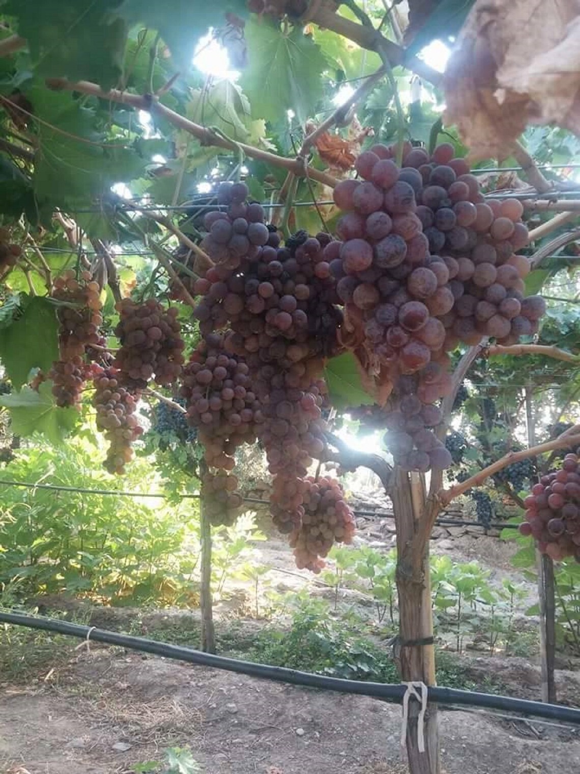 Rooted Grape Vine Pink Reliance Seedless Grapes Rooted 3 Pieces Grapes ...