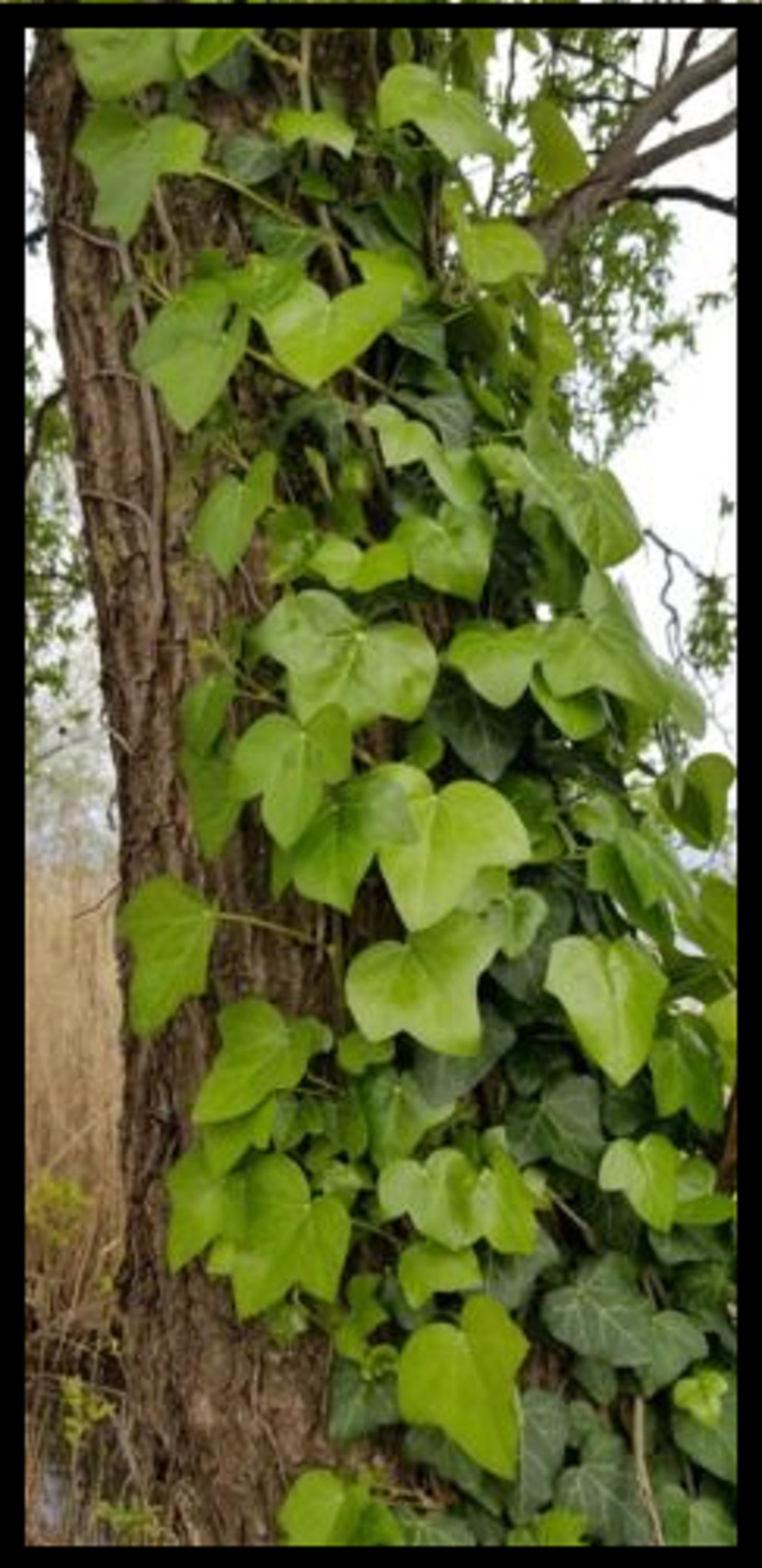 English Ivy Seeds, Hedera Helix, European Evergreen (30 Seeds) - Etsy ...