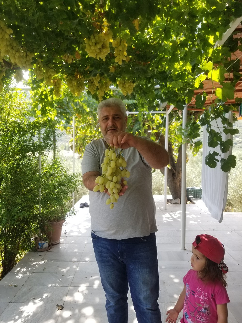 Turkish Grapes Razaki Grapes 3 Cuttings - Etsy Canada