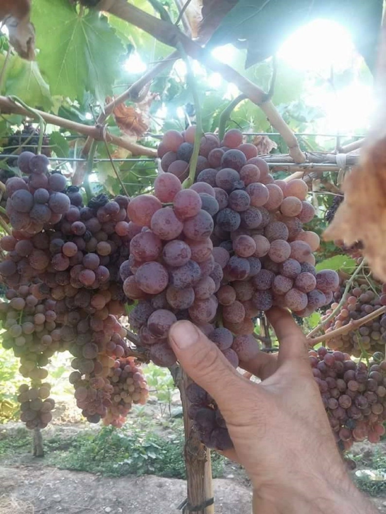 Rooted Grape Vine Pink Reliance Seedless Grapes Rooted 3 Pieces Grapes ...
