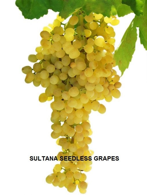 Rooted Grape Vine Sultana Seedless Grapes Rooted 3 Pieces Grapes Plants ...