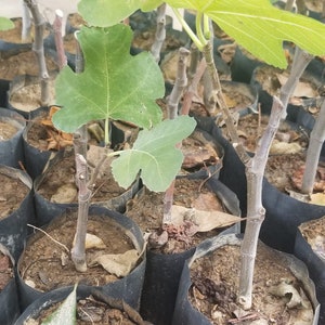 Fig Tree - 208 Black Fig - Rooted 3 Pieces Fig Plants - Etsy