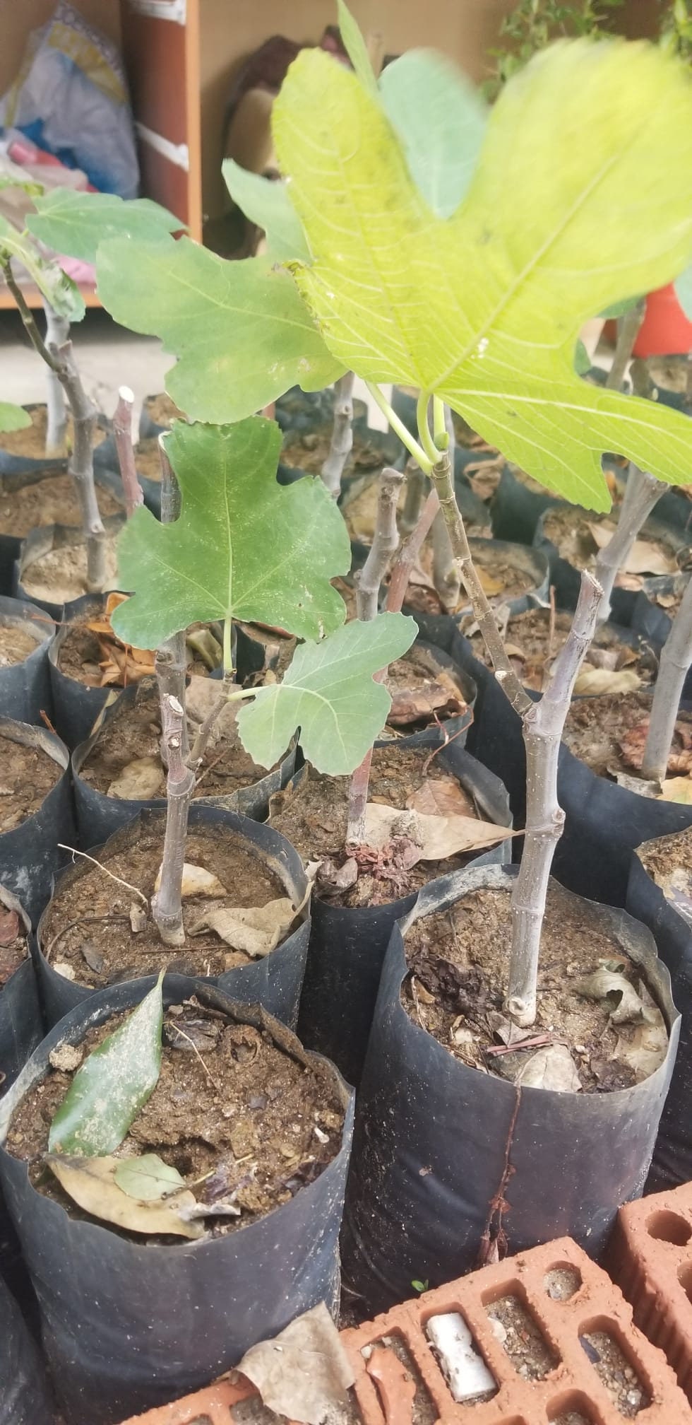 Fig Tree White Patlican Fig Rooted 3 Pieces Fig Plants - Etsy