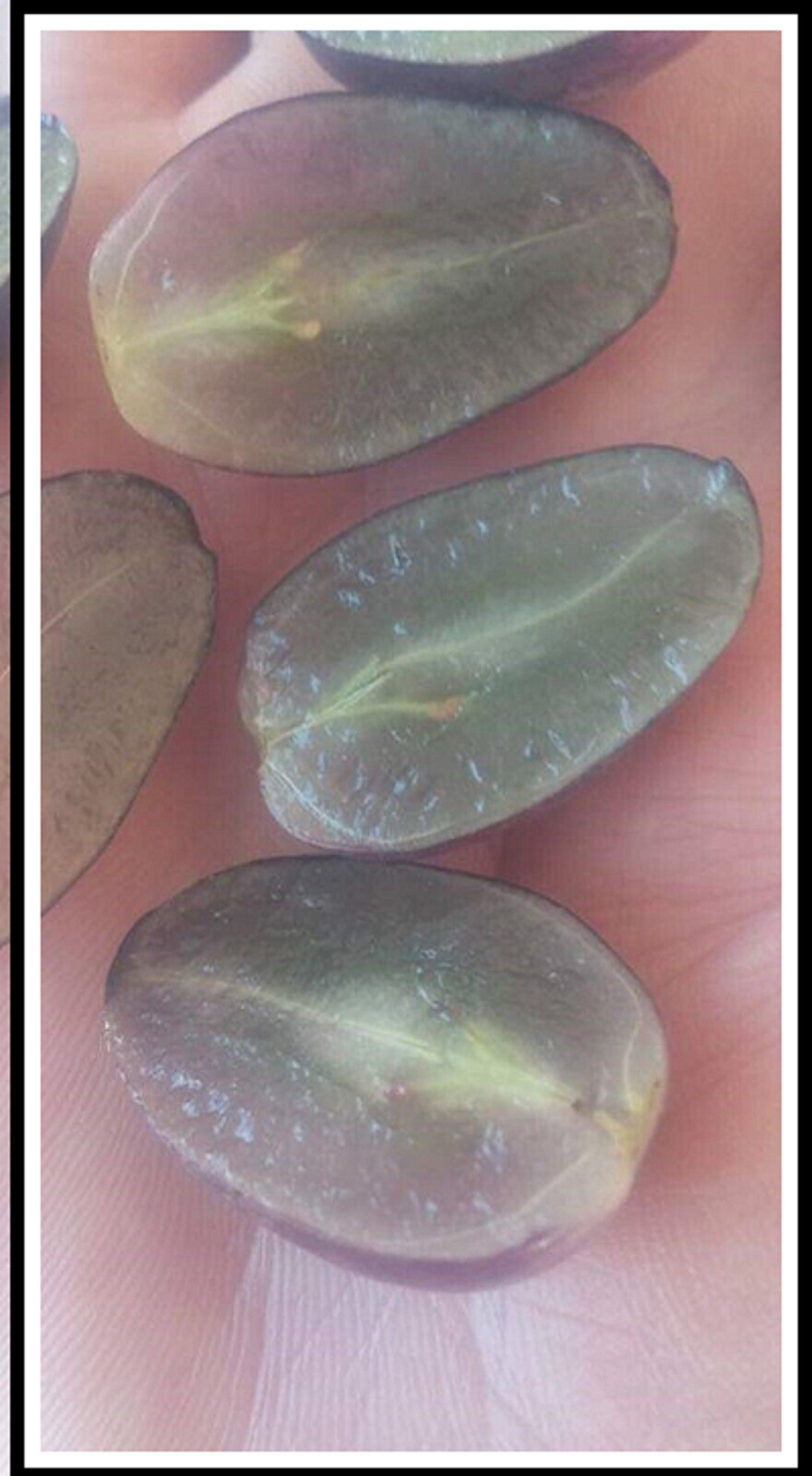Autumn Royal Seedless Grapes 3 Fresh Cuttings - Etsy Australia