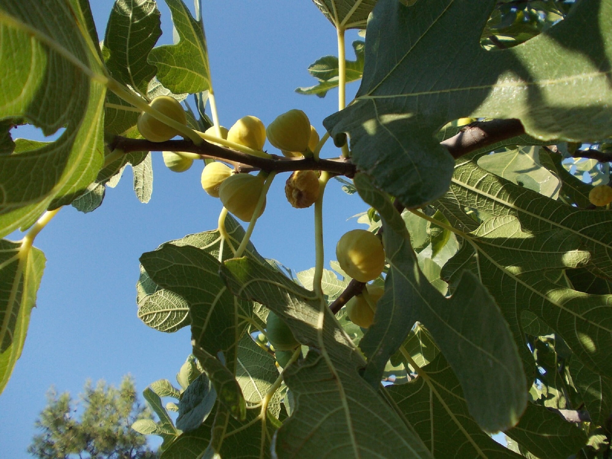 Fig Cuttings Mini Nut Fig 3 Fresh Cuttings - Etsy