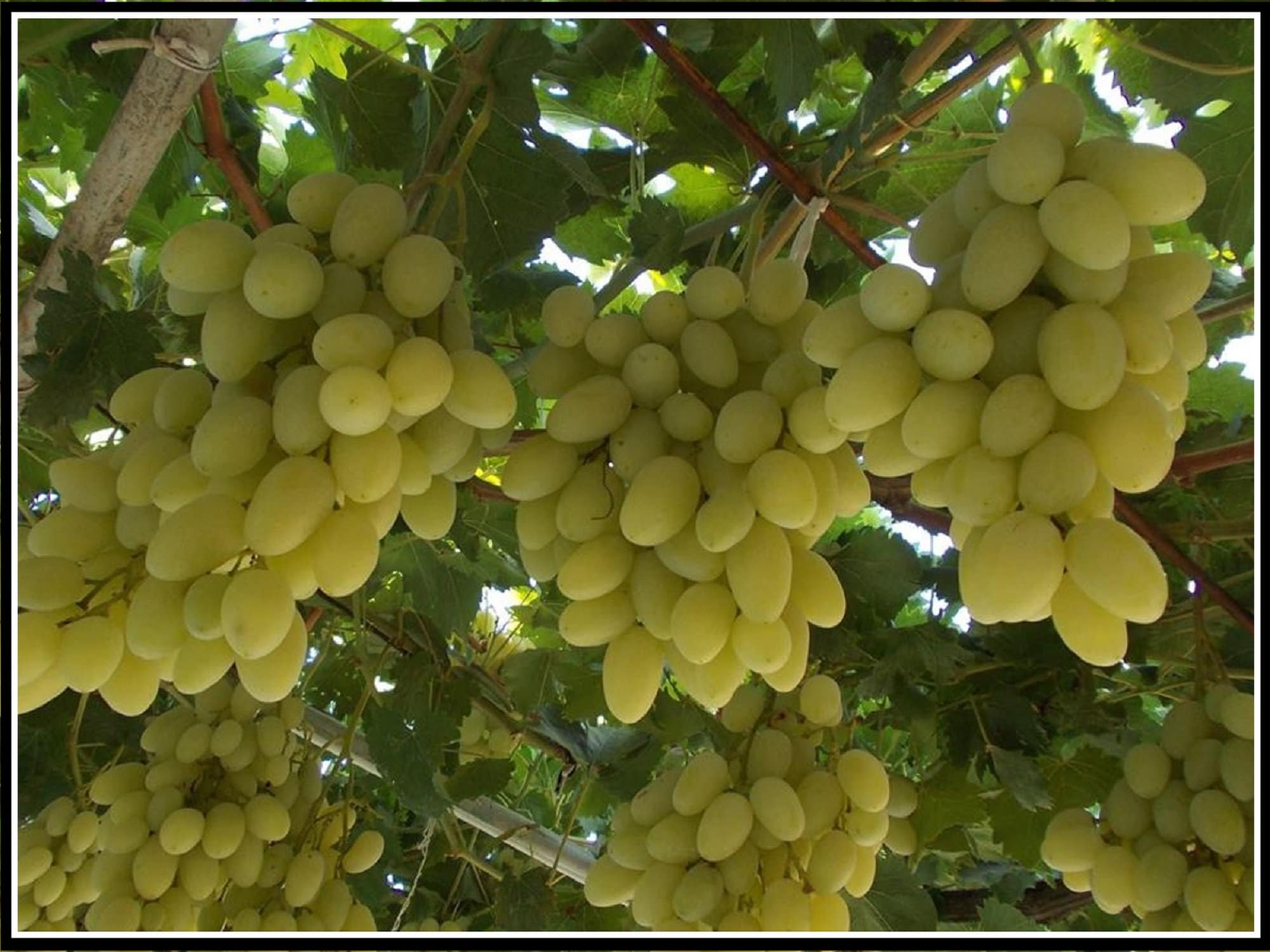 Turkish Grapes Razaki Grapes 3 Cuttings - Etsy Canada