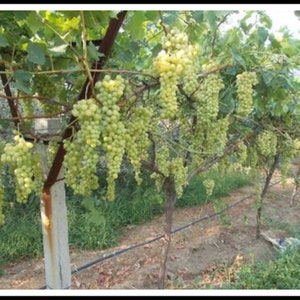 Sugraone - Superior Seedless Grapes 3 Cuttings - Etsy Canada