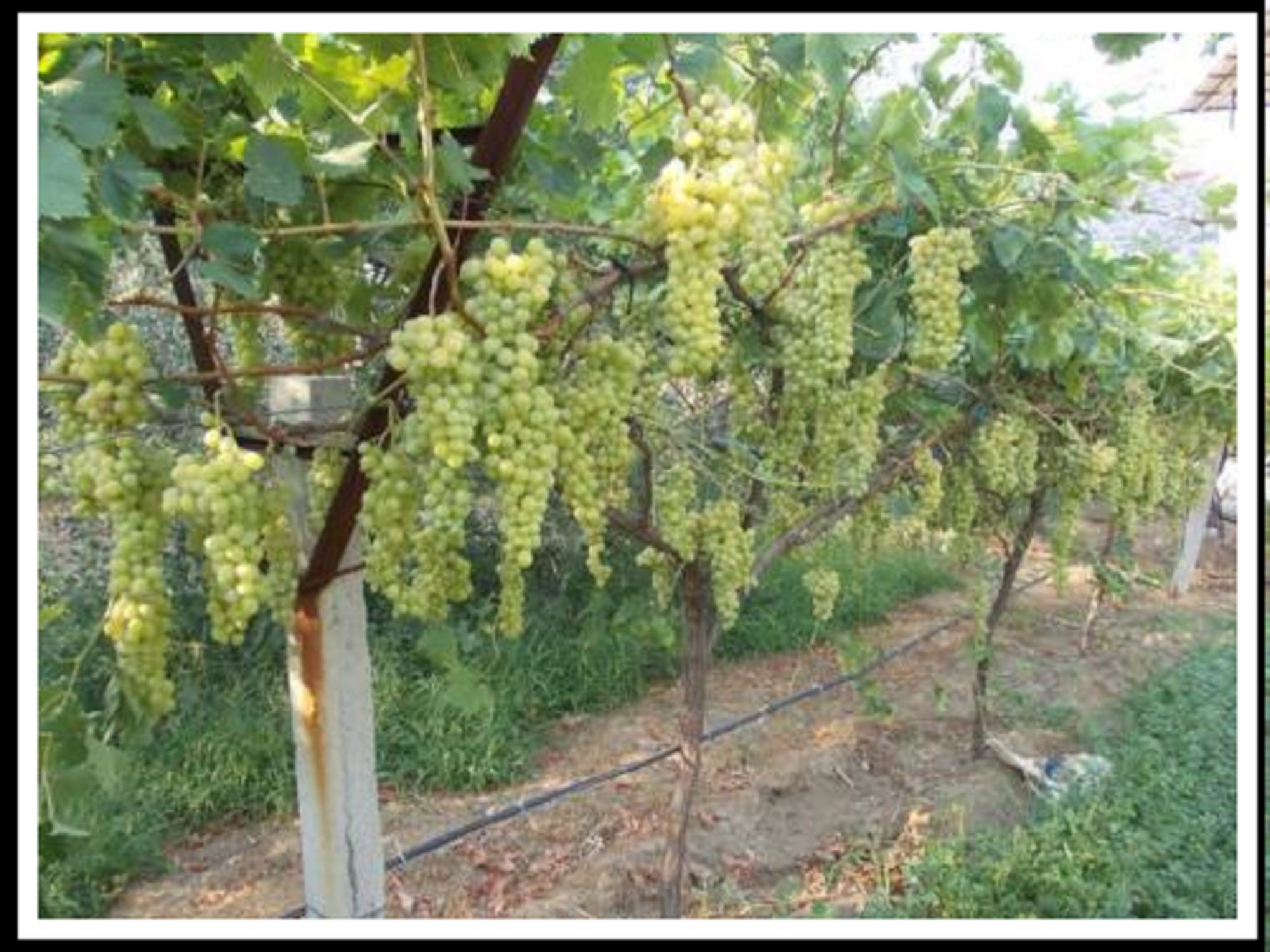 Sugraone - Superior Seedless Grapes 3 Cuttings - Etsy Canada