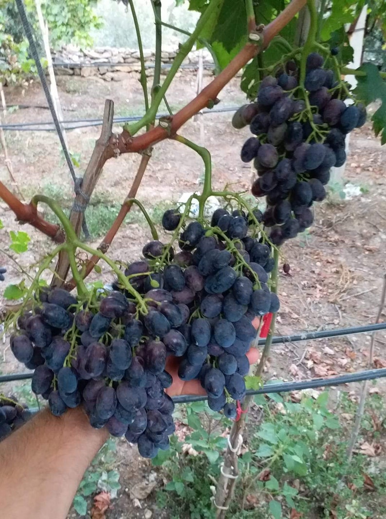 Rooted Grape Vine Black Magic Grapes Rooted 3 Pieces Grapes Plants - Etsy