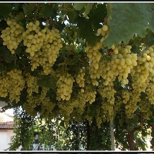 Turkish Grapes - Razaki Grapes - 3 Cuttings - Etsy UK