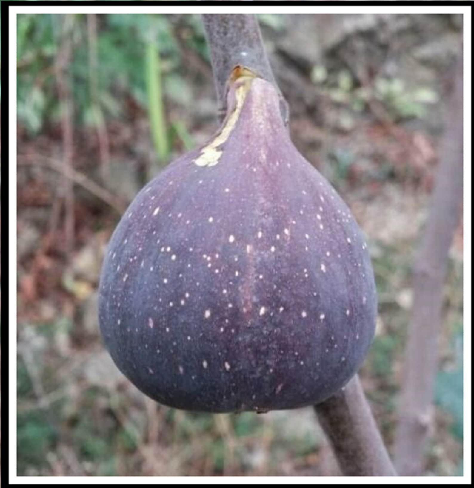Purple Patlican Fig 3 Fresh Cuttings - Etsy