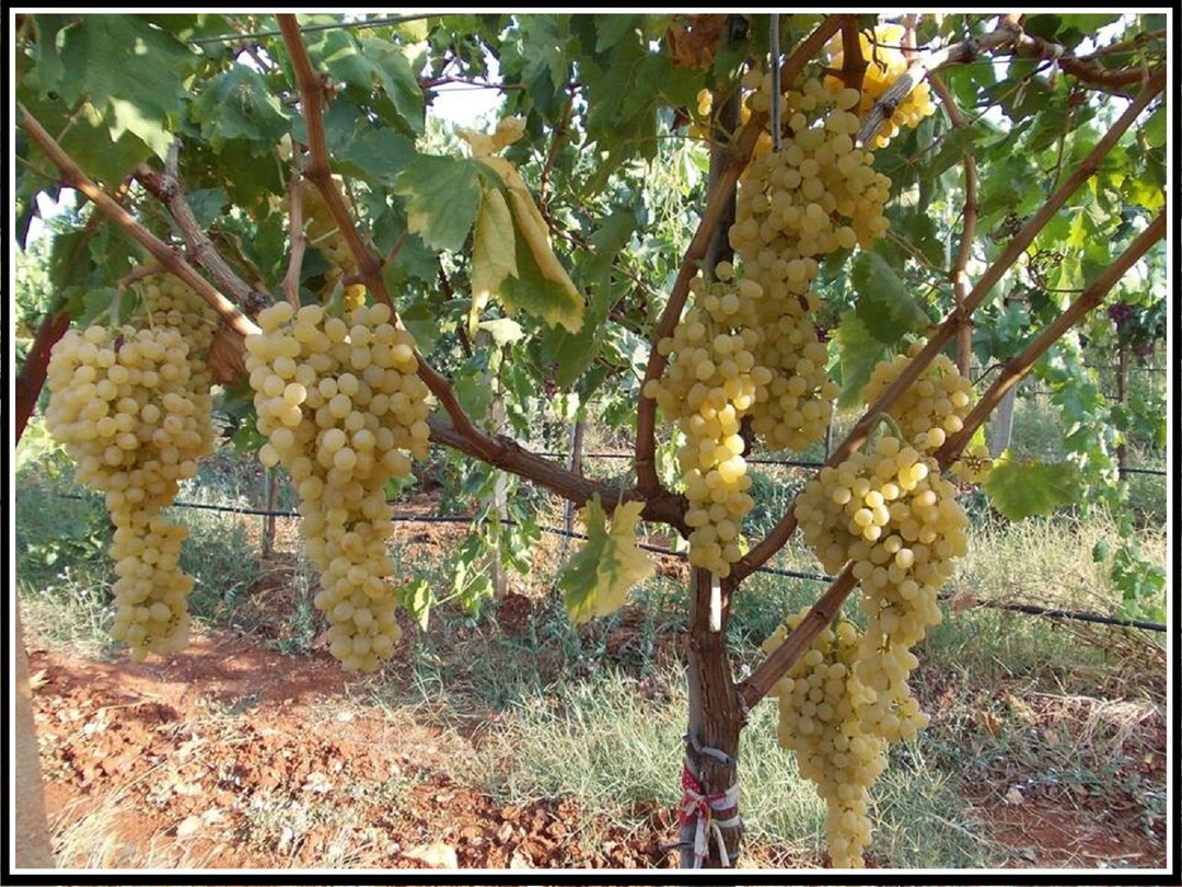Seedless Grapes Cuttings - 2 Variety 6 Cuttings - Sultana - Crimson ...