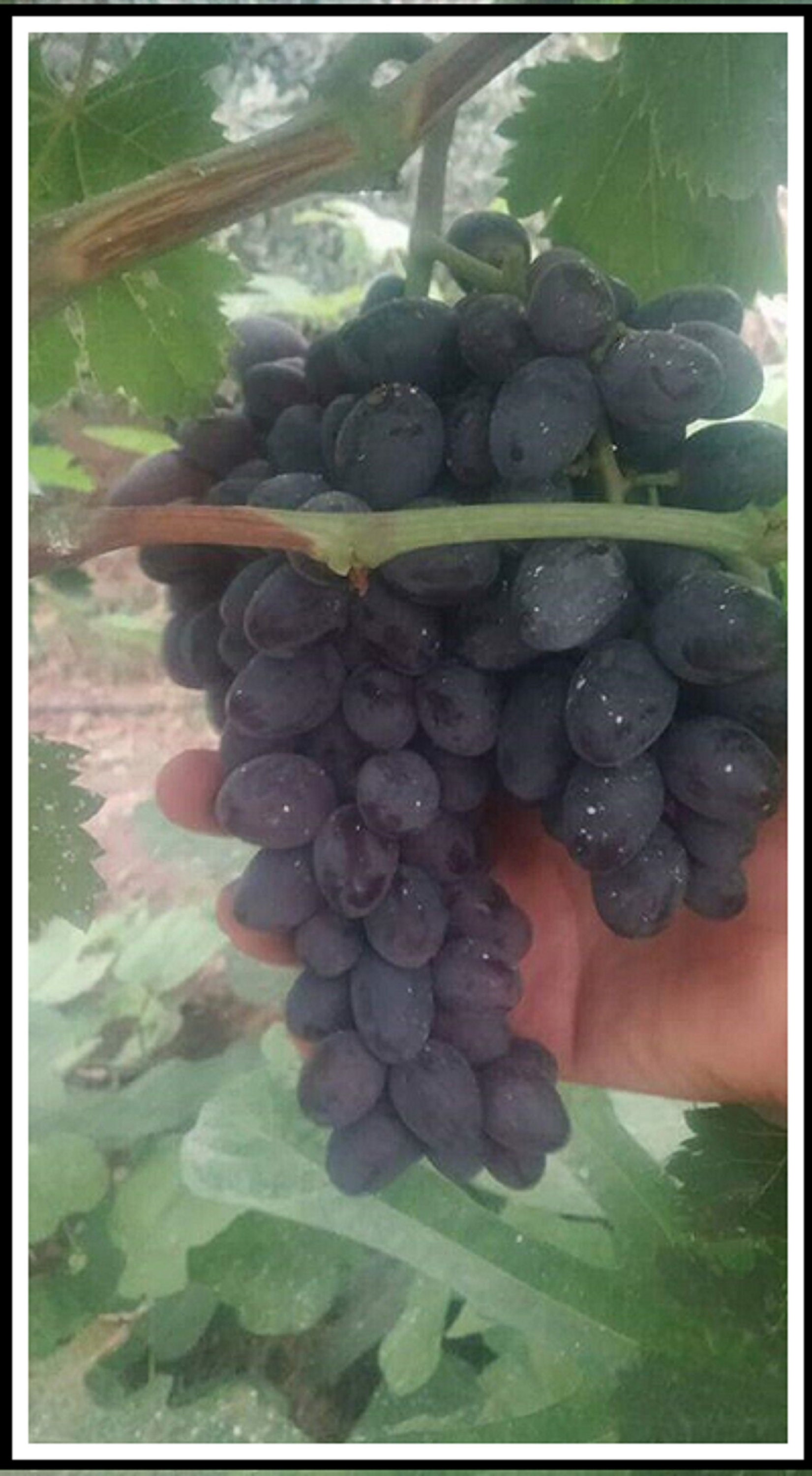 Autumn Royal Seedless Grapes 3 Fresh Cuttings - Etsy Australia