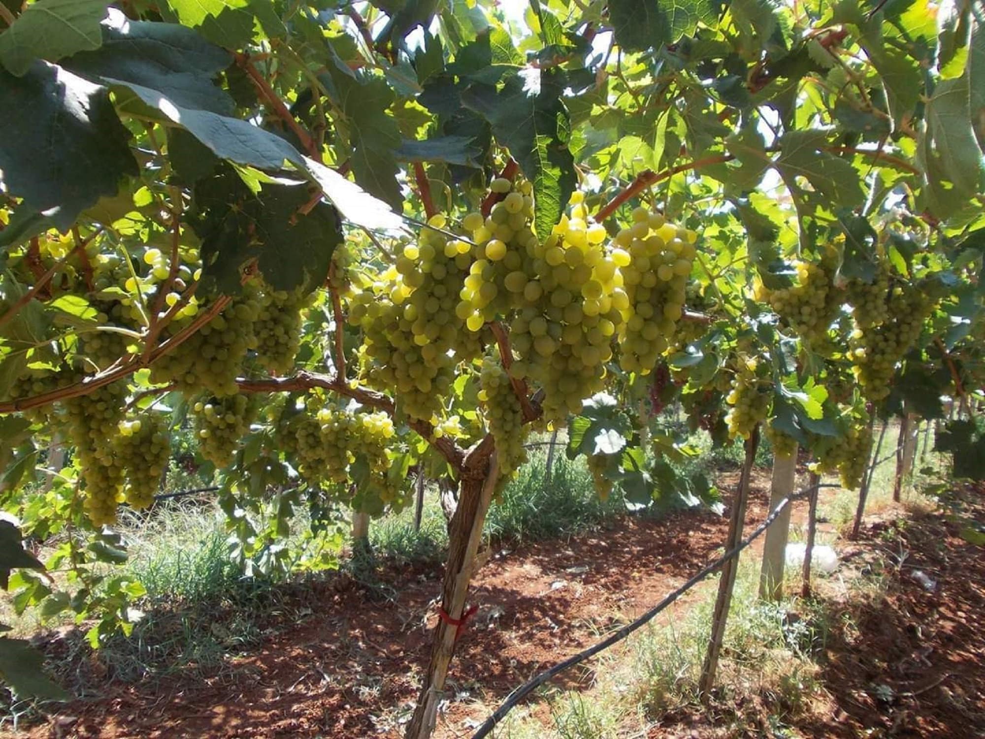 Rooted Grape Vine Misket muscat Grapes Rooted 3 Pieces Grapes Plants - Etsy