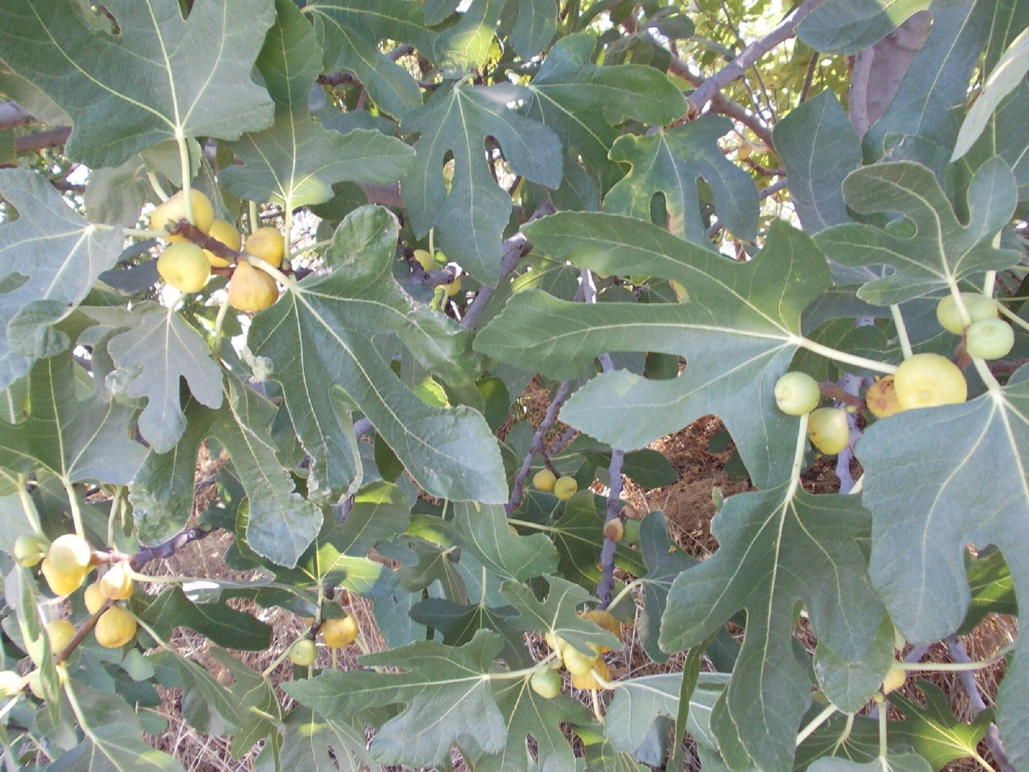 Fig Cuttings Mini Nut Fig 3 Fresh Cuttings - Etsy