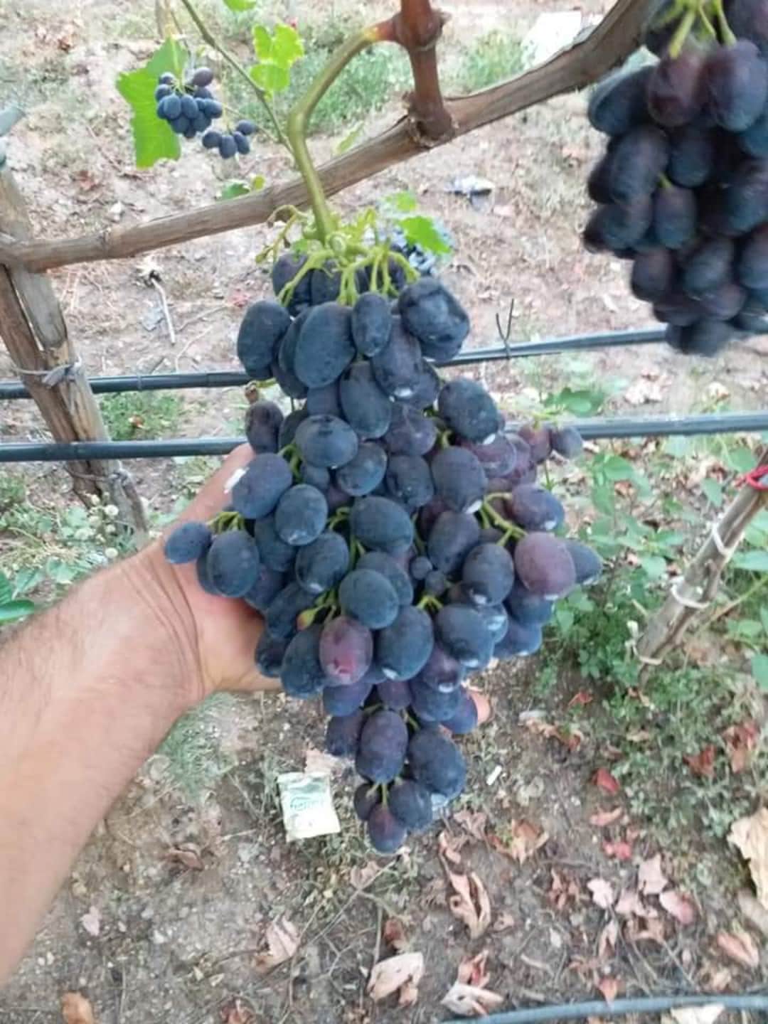 Rooted Grape Vine Black Magic Grapes Rooted 3 Pieces Grapes Plants - Etsy