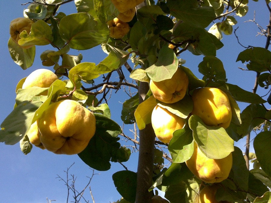 Quince Tree cydonia Oblonga 4 Fresh Cuttings - Etsy