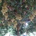 Turkish Grapes - Razaki Grapes - 3 Cuttings - Etsy UK