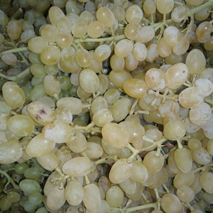 Rooted Grape Vine - Sultana Seedless Grapes - Rooted 3 Pieces Grapes ...