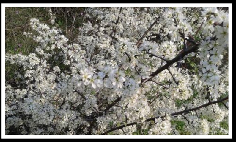 Prunus Spinosa Blackthorn Jackal Plum 20 Fresh Seeds - Etsy