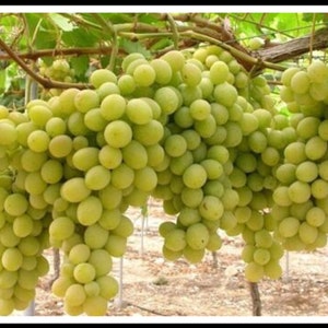 Sugraone - Superior Seedless Grapes 3 Cuttings - Etsy Australia