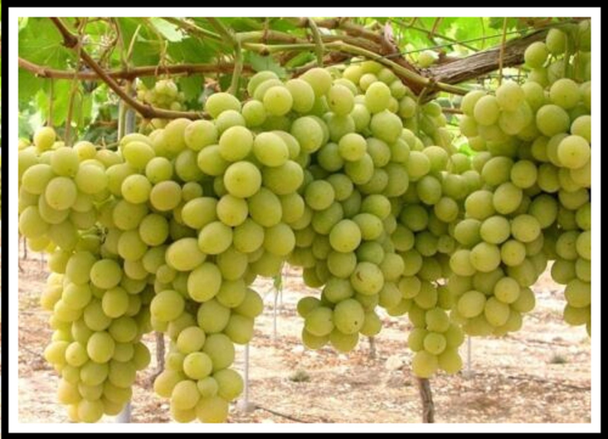 Sugraone - Superior Seedless Grapes 3 Cuttings - Etsy Canada