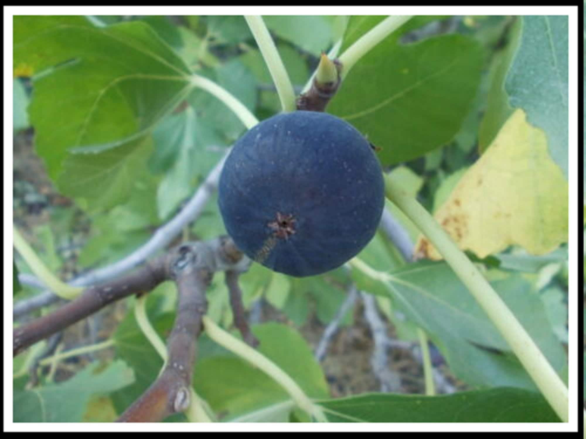 Mini Purple Fig-mini Nut Fig 6 Fresh Cuttings - Etsy