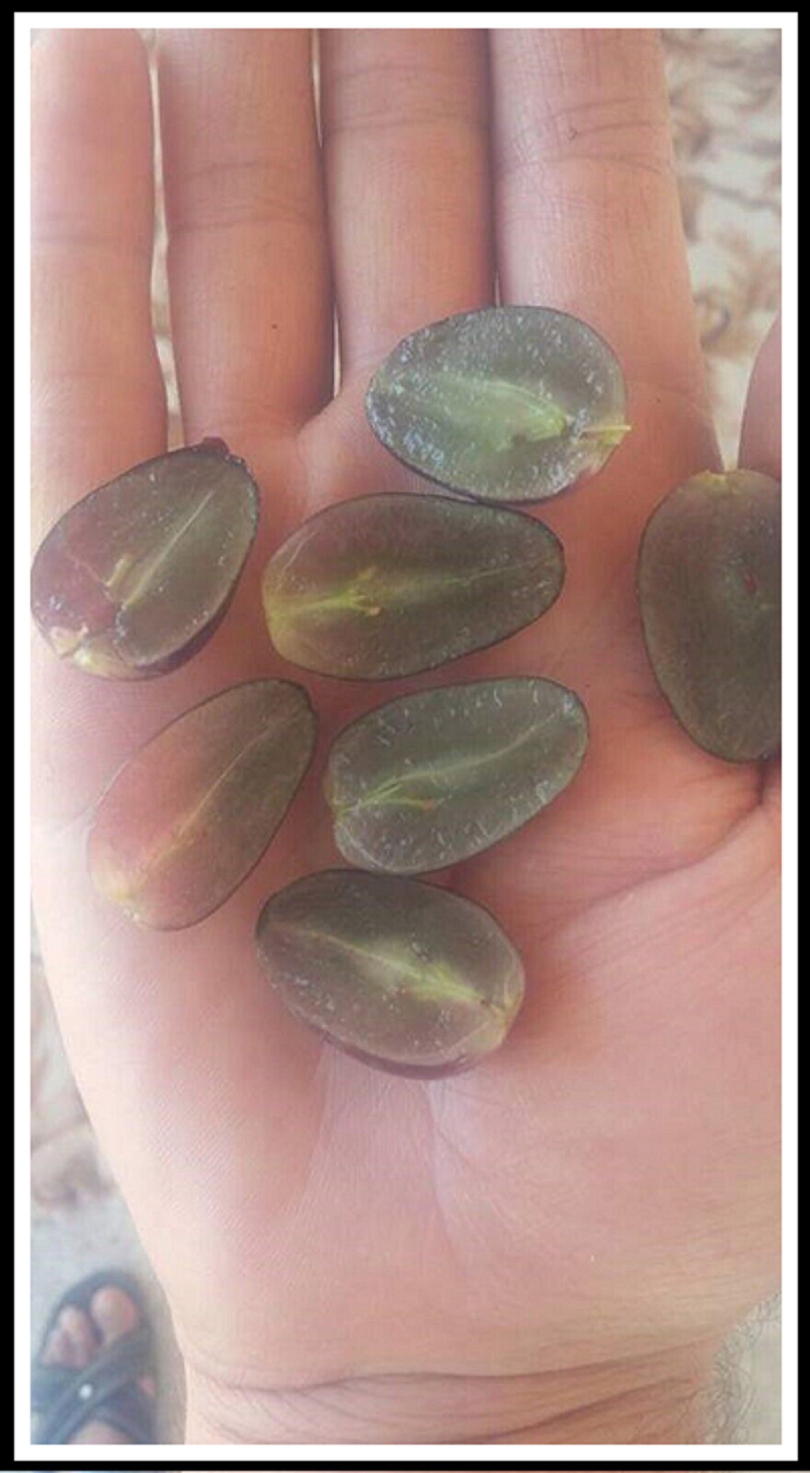 Autumn Royal Seedless Grapes 3 Fresh Cuttings - Etsy Australia