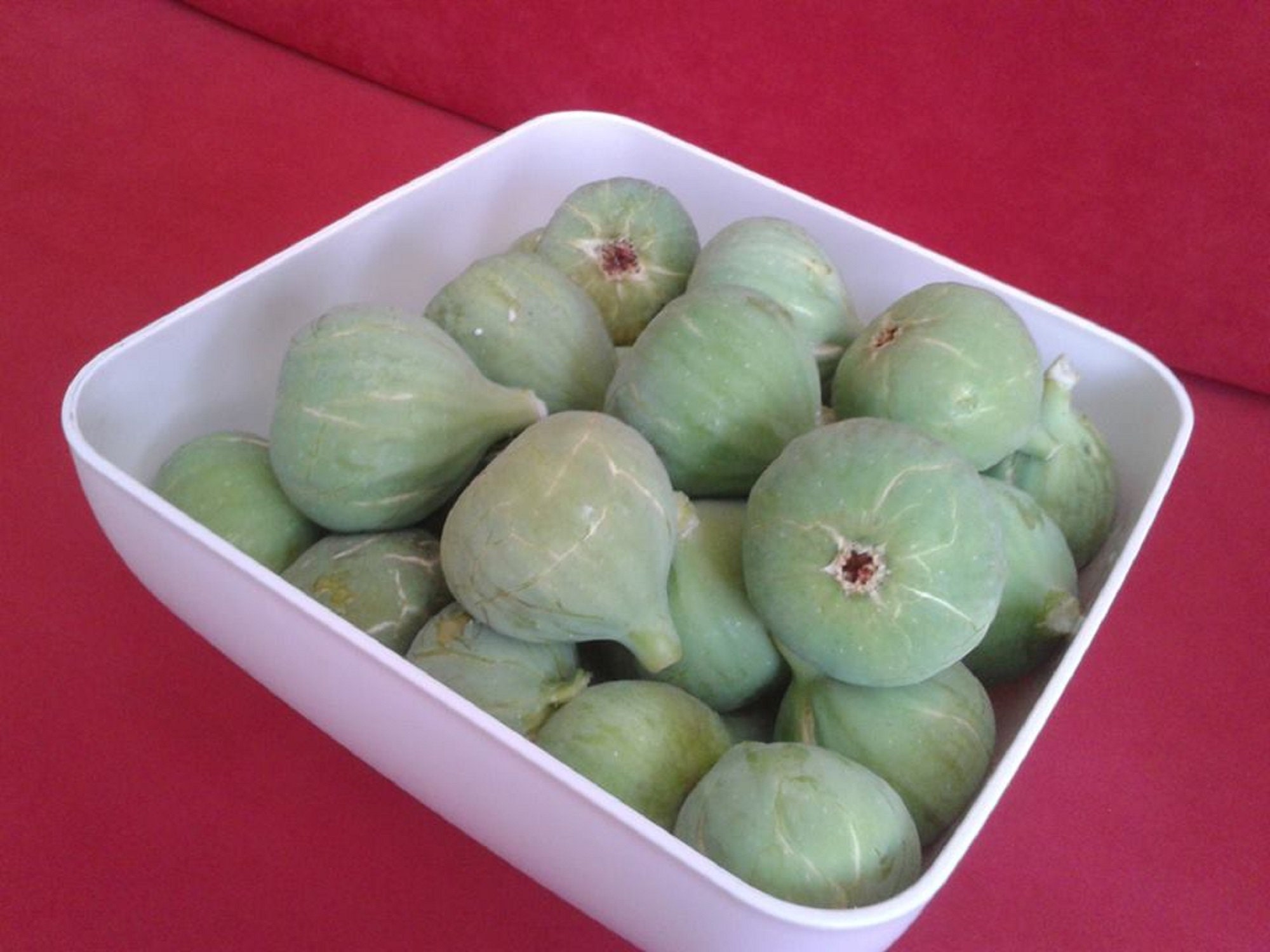 Fig Tree White Patlican Fig Rooted 3 Pieces Fig Plants - Etsy