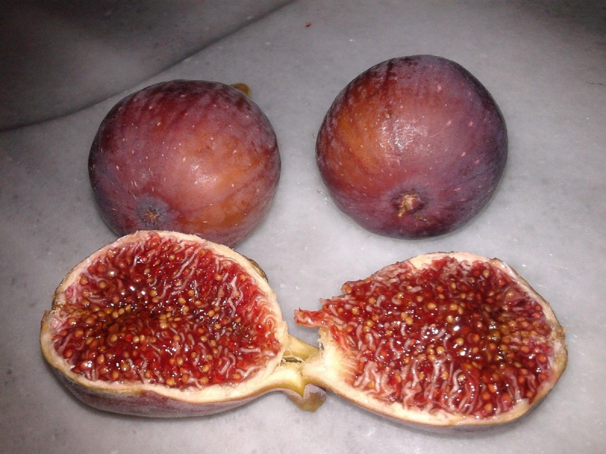 Fig Tree Purple Patlican Fig Rooted 3 Pieces Fig Plants - Etsy