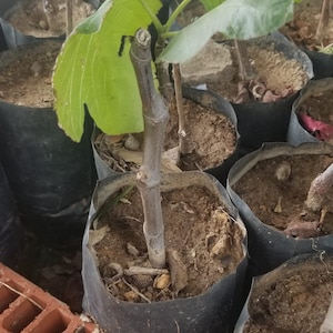 Fig Tree - 208 Black Fig - Rooted 3 Pieces Fig Plants - Etsy