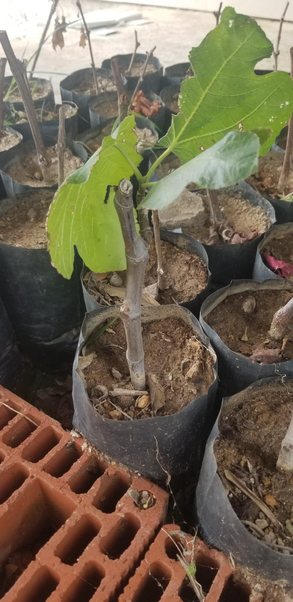 Fig Tree White Patlican Fig Rooted 3 Pieces Fig Plants - Etsy