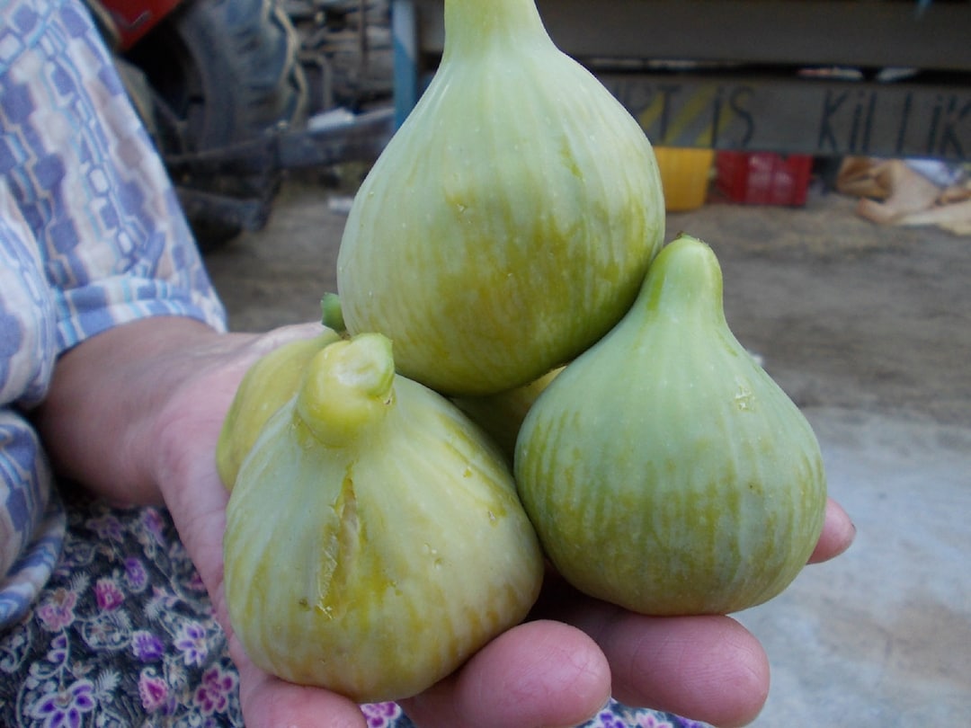 Fig Tree - White Patlican Fig - Rooted 3 Pieces Fig Plants - Etsy