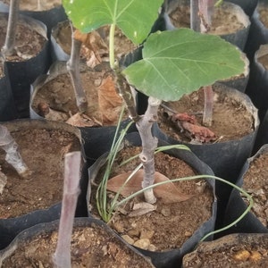 Fig Tree - 208 Black Fig - Rooted 3 Pieces Fig Plants - Etsy