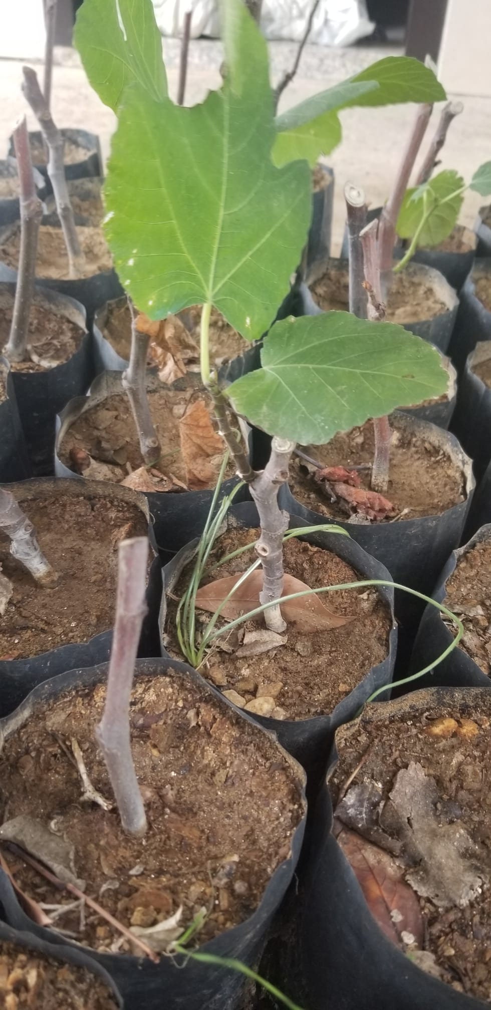 Fig Tree White Patlican Fig Rooted 3 Pieces Fig Plants - Etsy